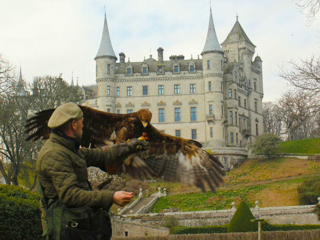 Falconry - Things to do in the Highlands | Altnaharra Hotel